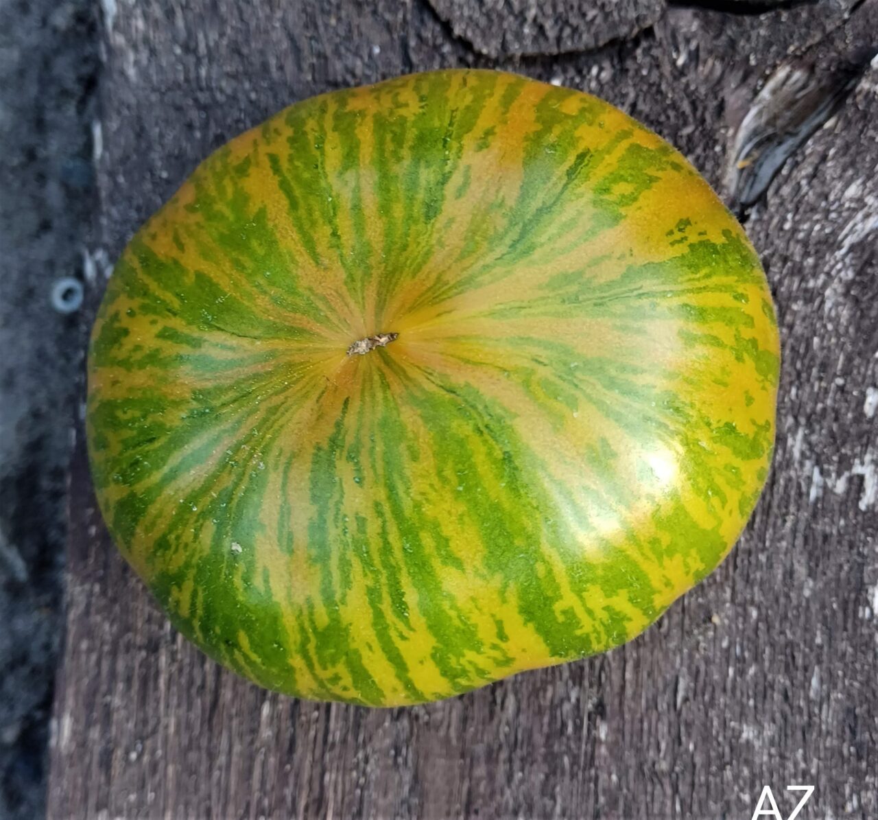 . Pomidory zebry mają wszystkie możliwe kolory